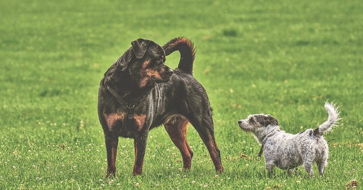 The Academy for Canine Behavior and Training | Socializing your Dog