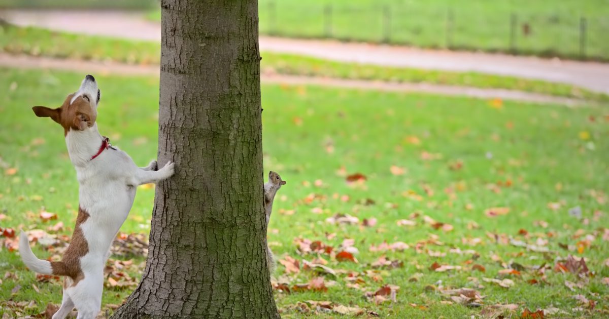 High Prey Drive Dogs | The Academy for Canine Behavior and Training