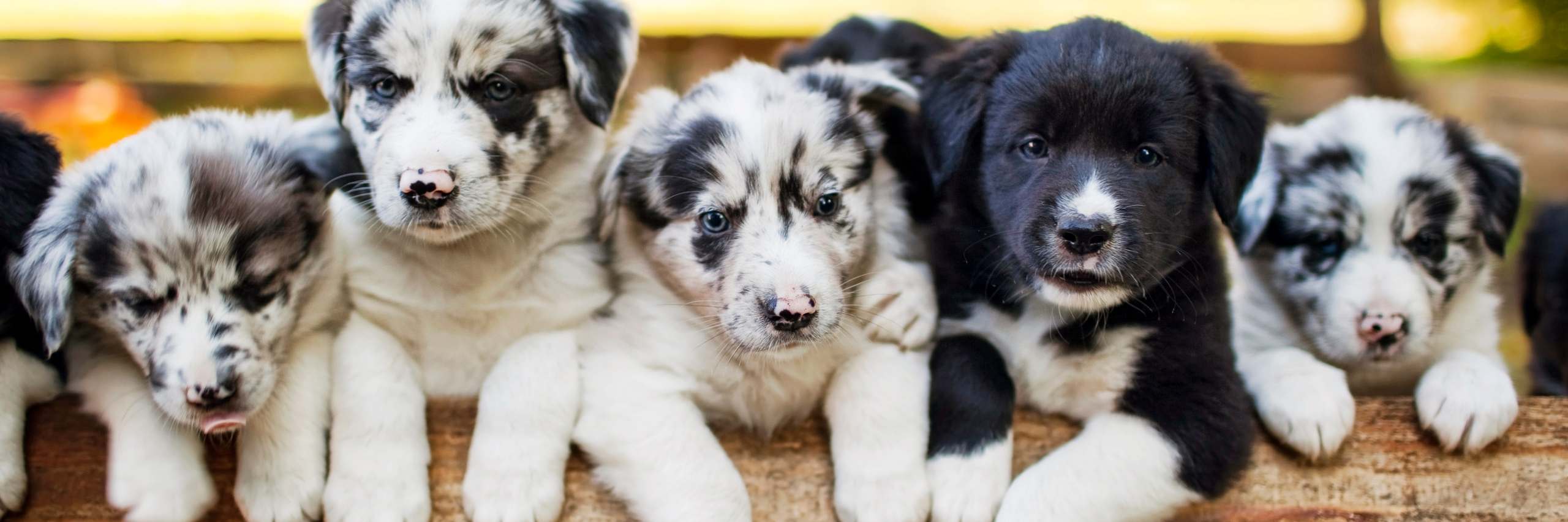 Littermate Syndrome | The Academy for Canine Behavior and Training